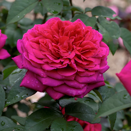 National Rose Society of Australia