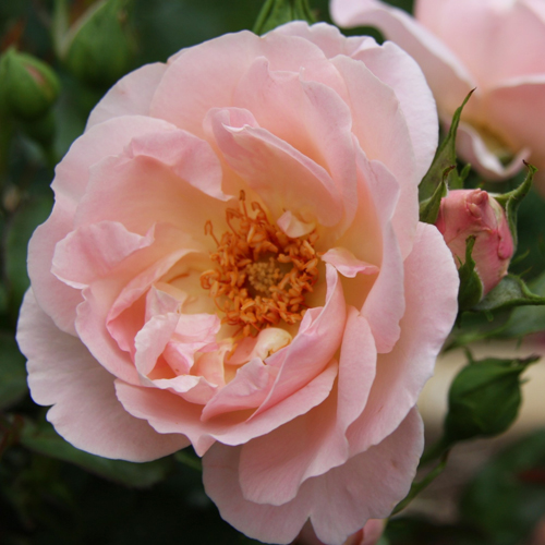 National Rose Society of Australia