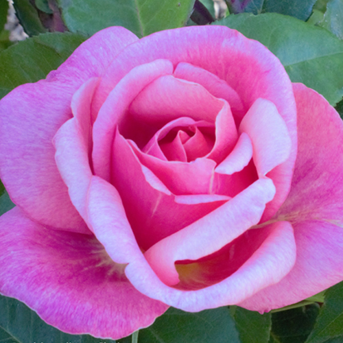 National Rose Society of Australia