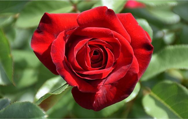 National Rose Society of Australia