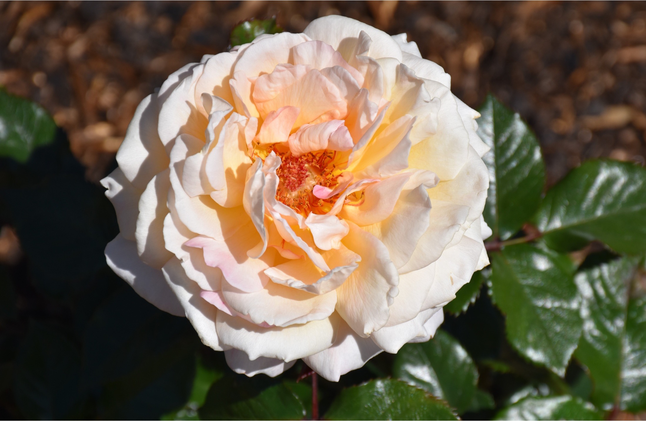 National Rose Society of Australia