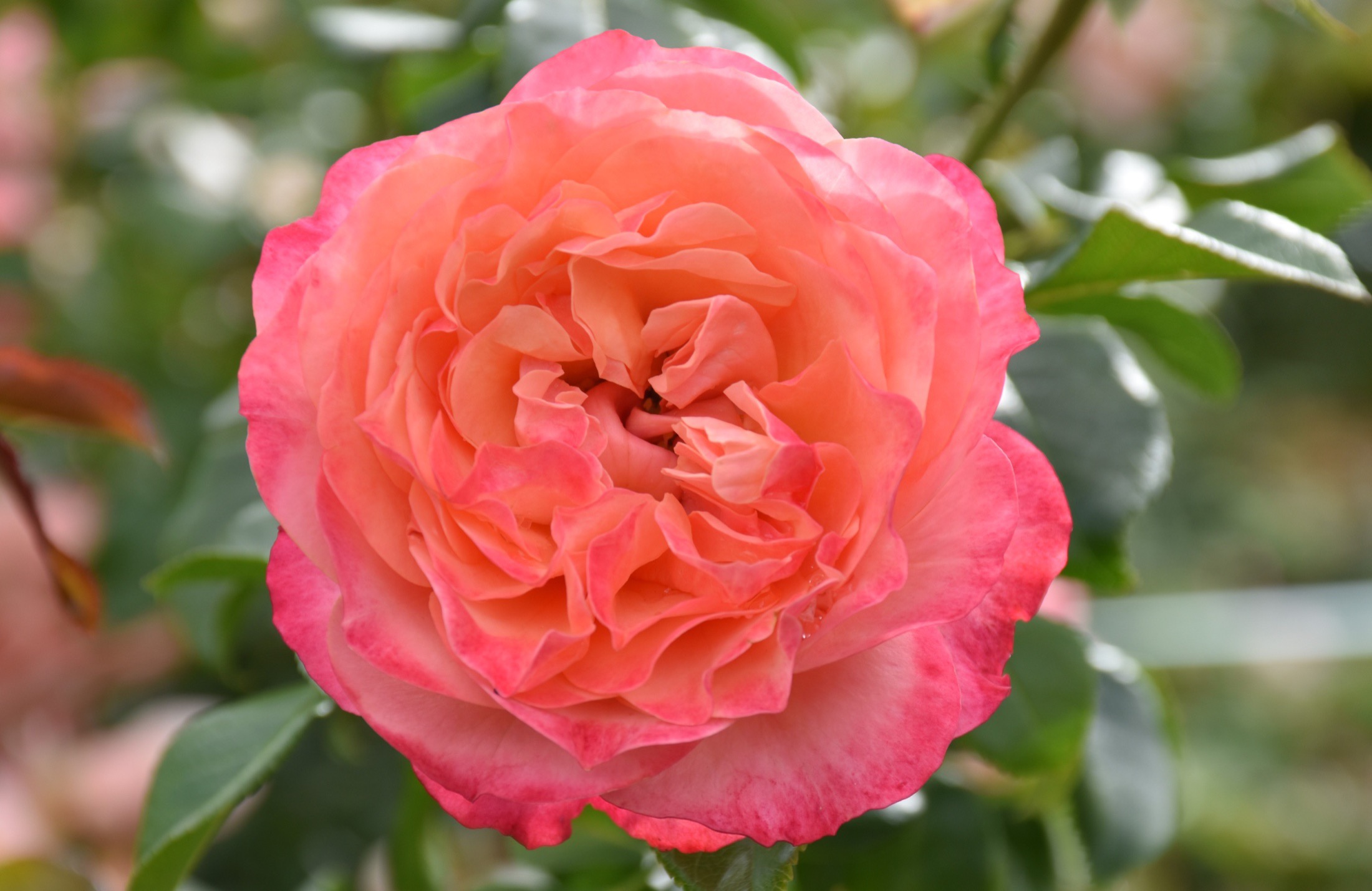 National Rose Society of Australia